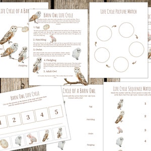 OWLS Unit Study Life Cycle Anatomy Nature Study Science - Etsy