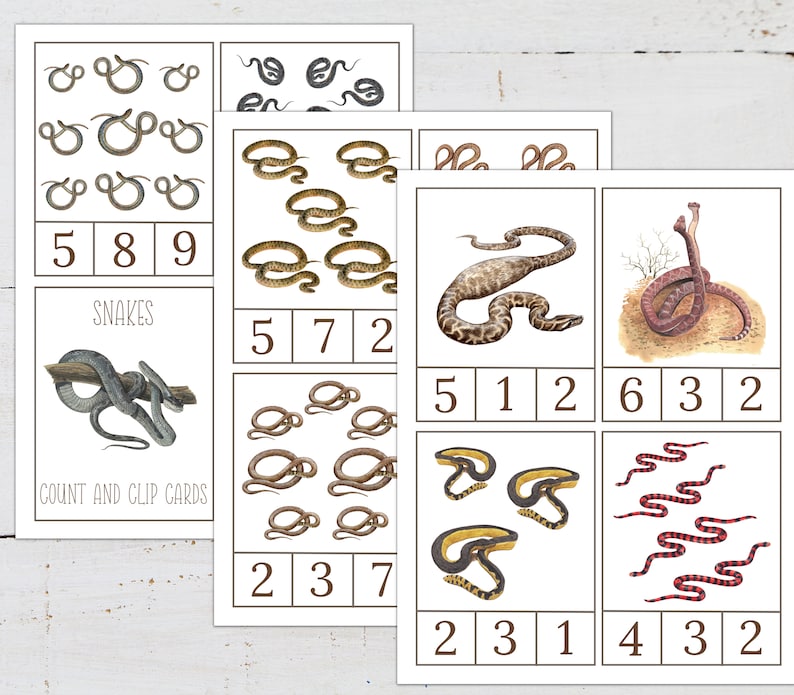 Snakes Unit Study: Anatomy, Life Cycle, Homeschool Printable (instant ...