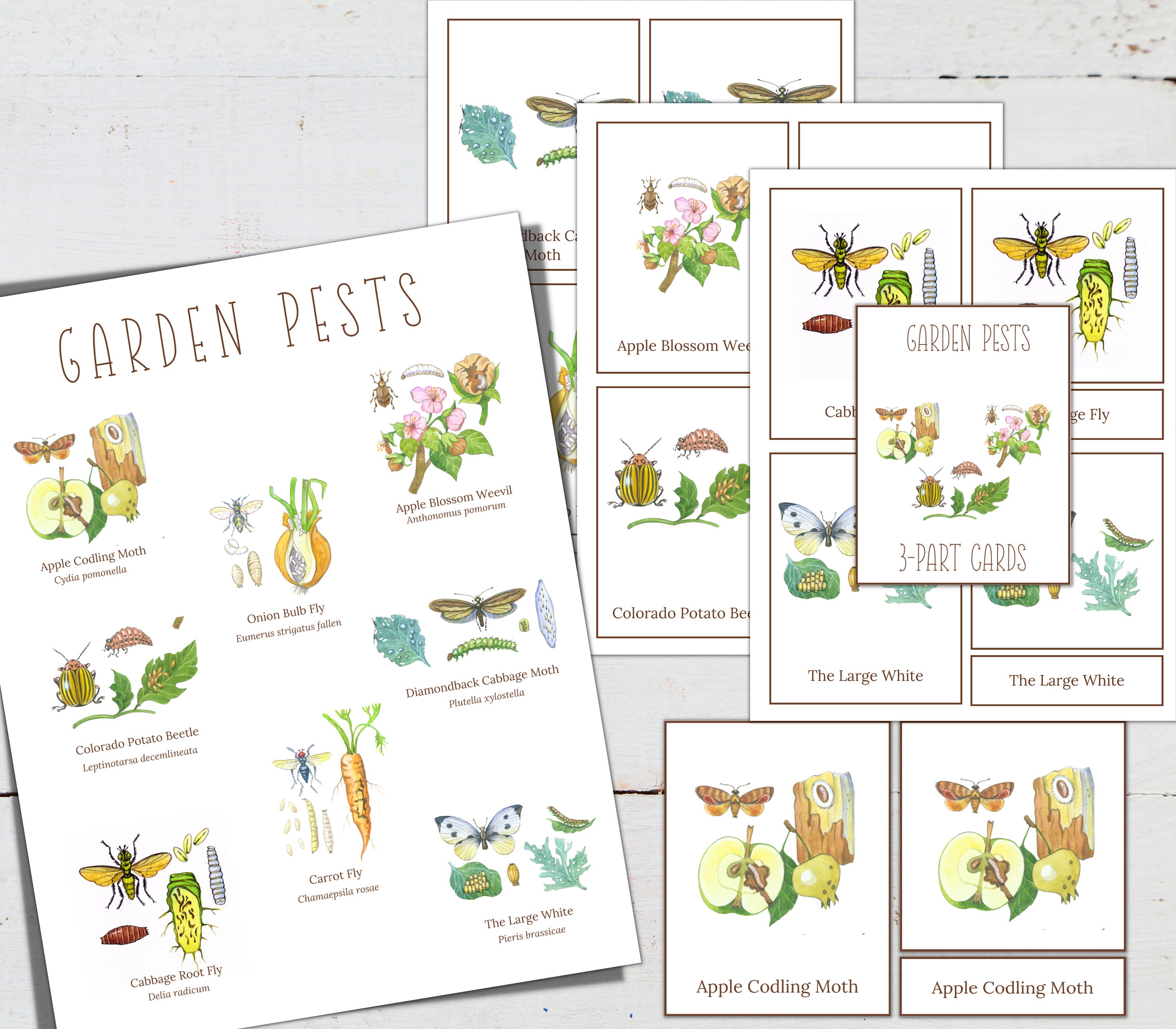 Garden Pests Unit Study: Homeschool Science (instant Download) - Etsy
