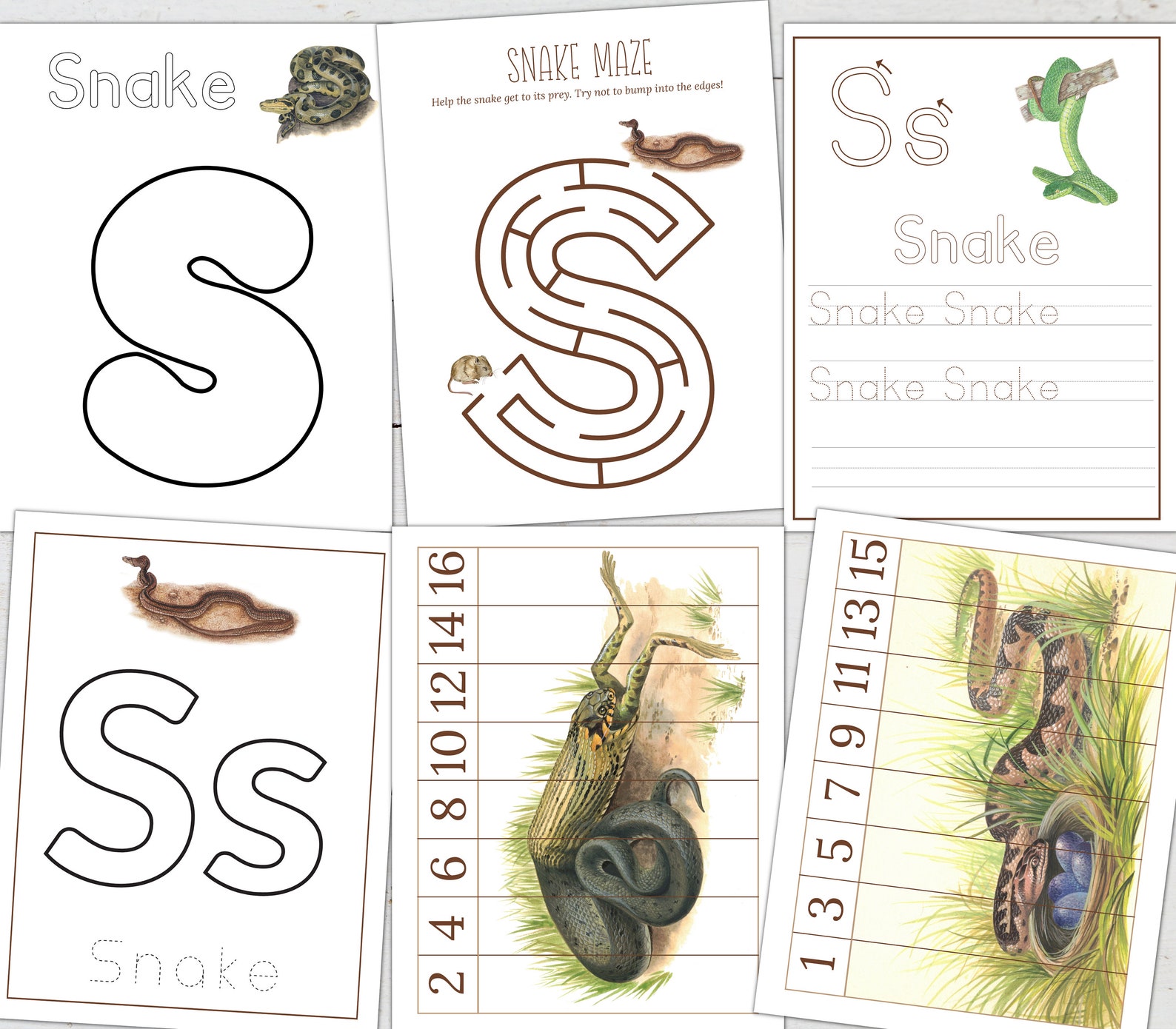Snakes Unit Study: Anatomy, Life Cycle, Homeschool Printable (instant ...