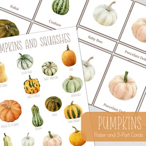 PUMPKIN Unit Study, Life Cycle, Anatomy, Nature Study, Science ...