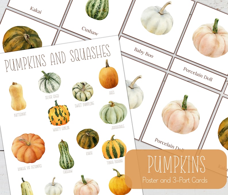 PUMPKIN Unit Study, Life Cycle, Anatomy, Nature Study, Science ...