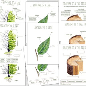TREE Anatomy, Tree, Trunk and Leaf Anatomy Poster and Labeling ...