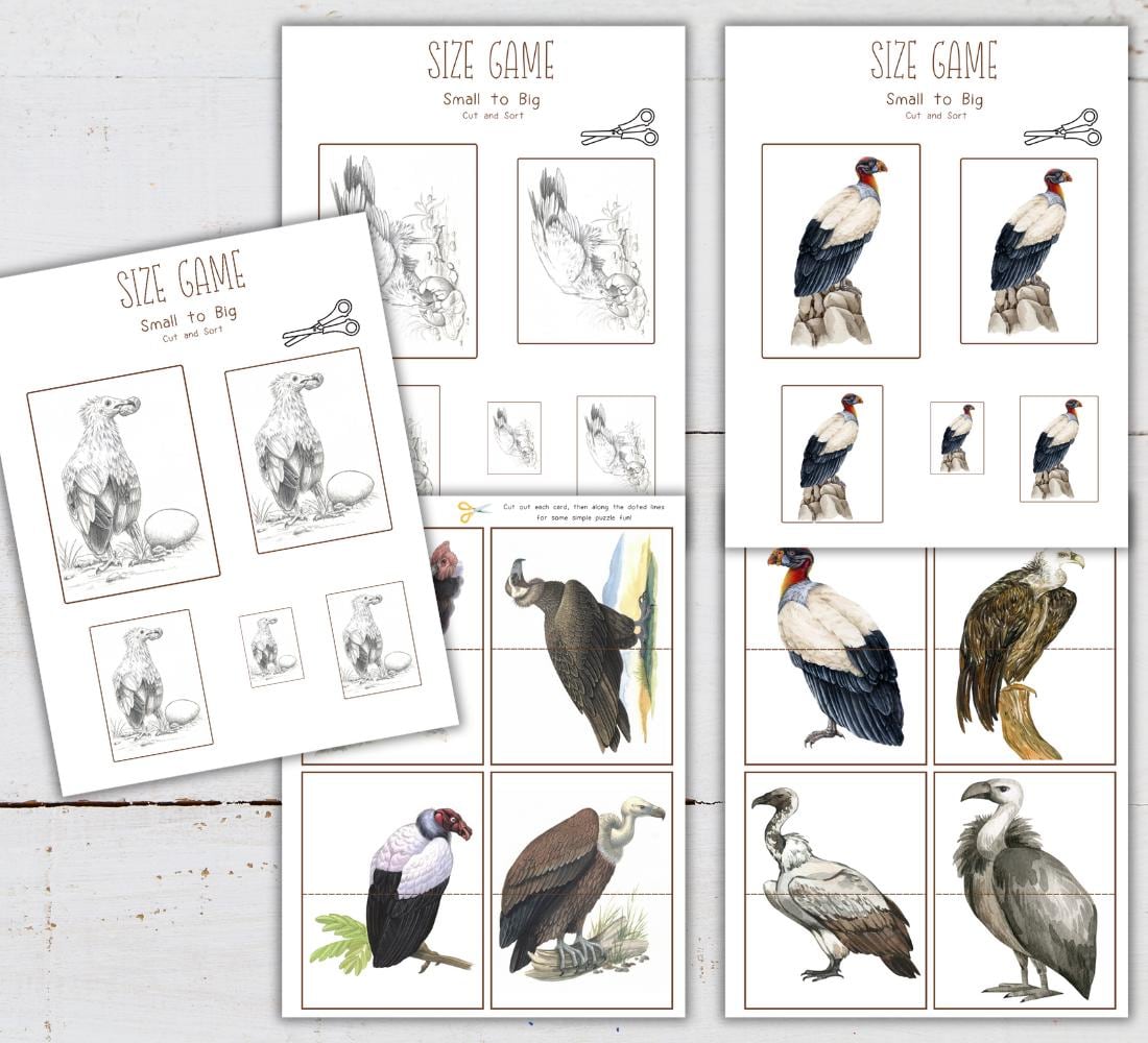 Vultures Unit Study: Life Cycle, Anatomy, Homeschool Printable (instant ...