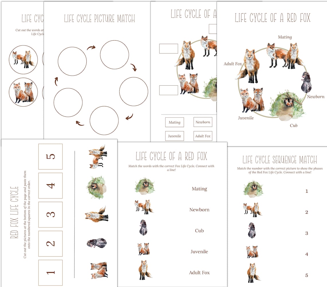 RED FOX Unit Study Life Cycle Anatomy Nature Study - Etsy
