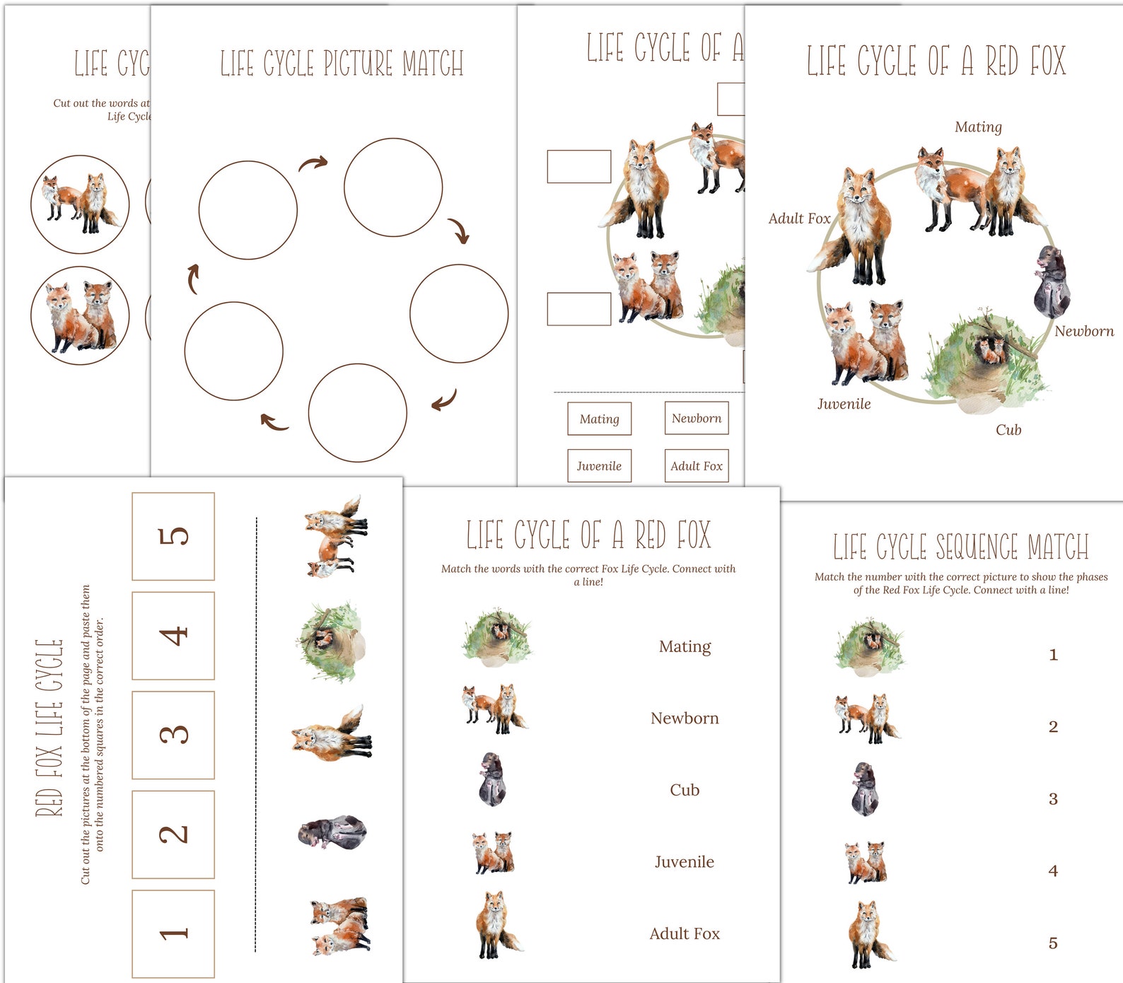 RED FOX Unit Study Life Cycle Anatomy Nature Study - Etsy