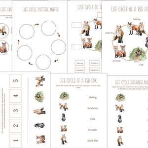 RED FOX Unit Study Life Cycle Anatomy Nature Study - Etsy
