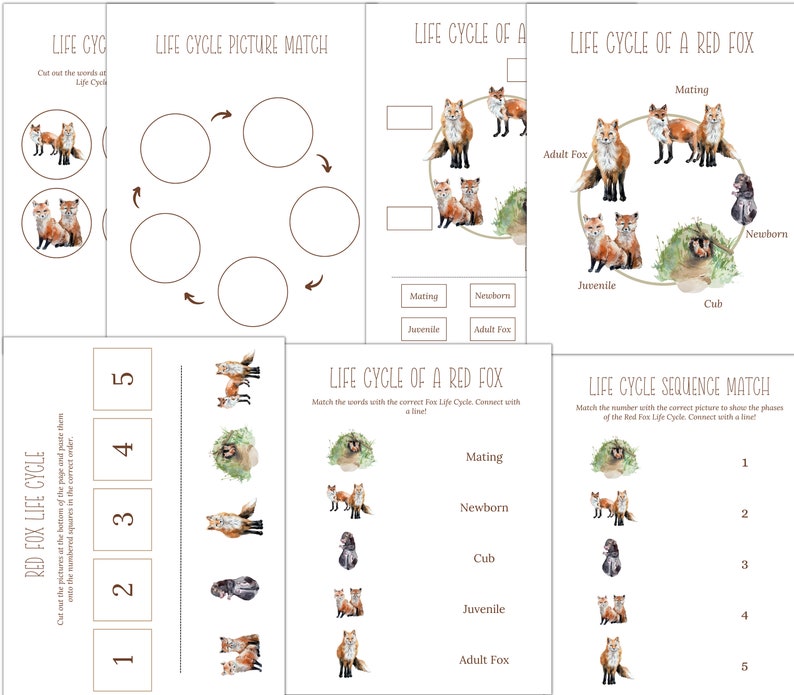 RED FOX Unit Study Life Cycle Anatomy Nature Study - Etsy