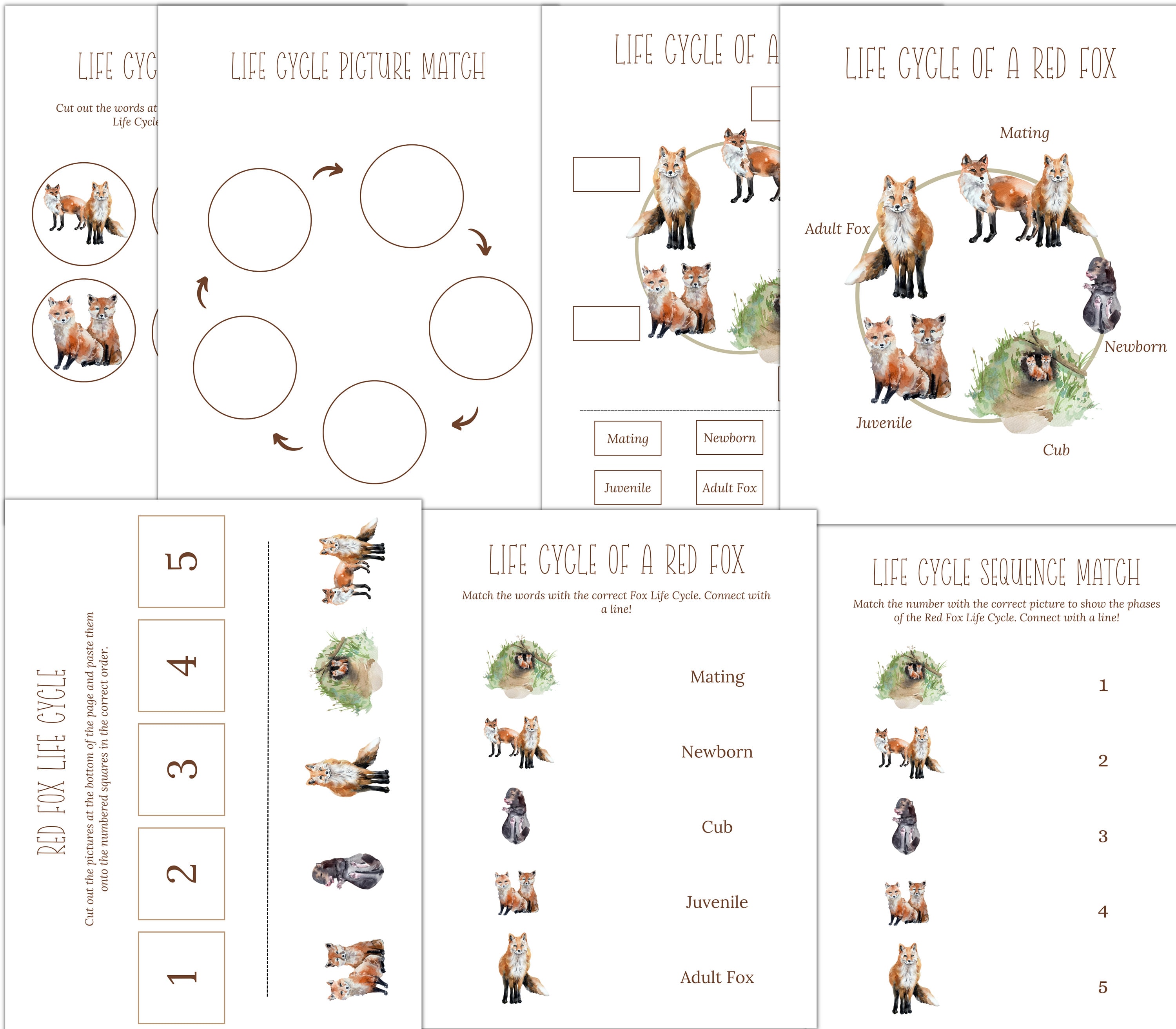 RED FOX Unit Study Life Cycle Anatomy Nature Study - Etsy
