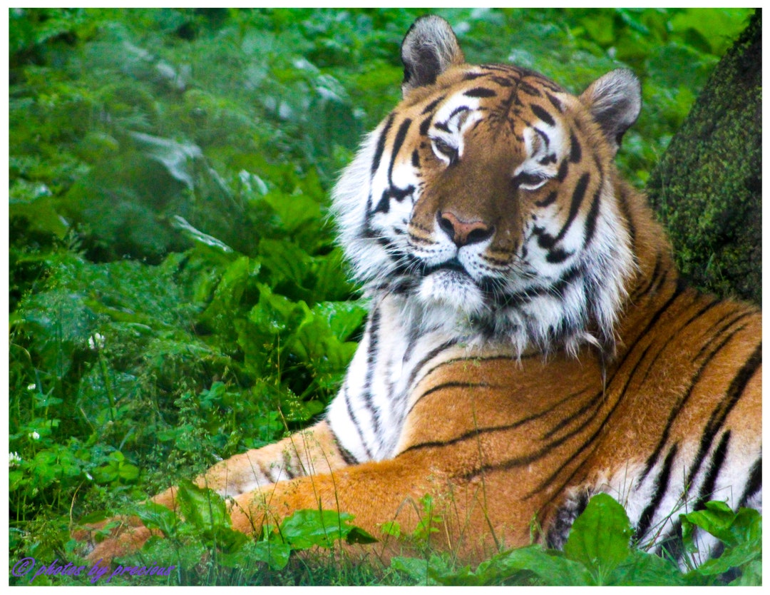 The Mighty Tiger - Etsy