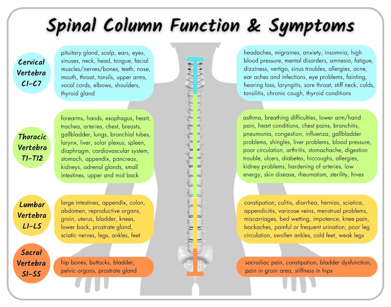 Chiropractic Spinal Column Function Poster, Vertebra Symptoms (digital ...