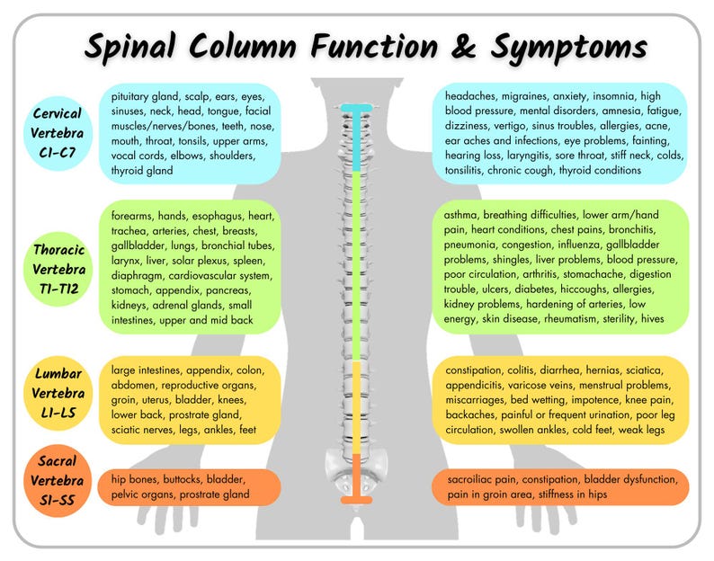 Chiropractic Poster. Spinal Column Function, Symptoms. Vertebra ...