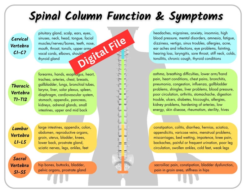 Chiropractic Poster. Spinal Column Function, Symptoms. Vertebra ...