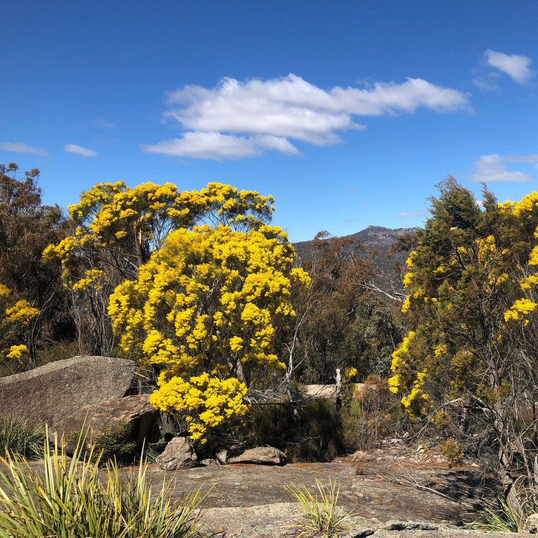 Acacia Adunca Seeds - "wallangarra" - Evergreen Australian Wattle Tree ...