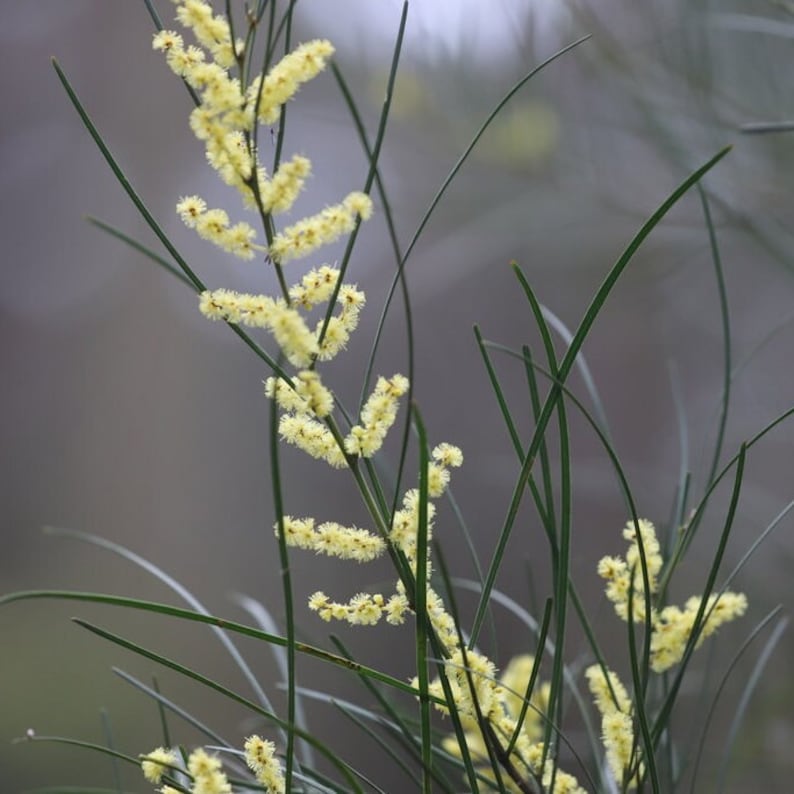 Acacia Mucronata Subsp. Longifolia Seeds variable Sallow Wattle ...