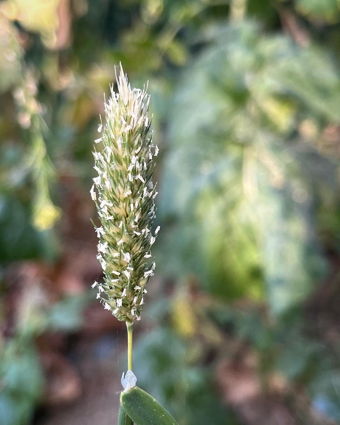 Awned Canary Grass - Phalaris Paradoxa Seeds - Etsy