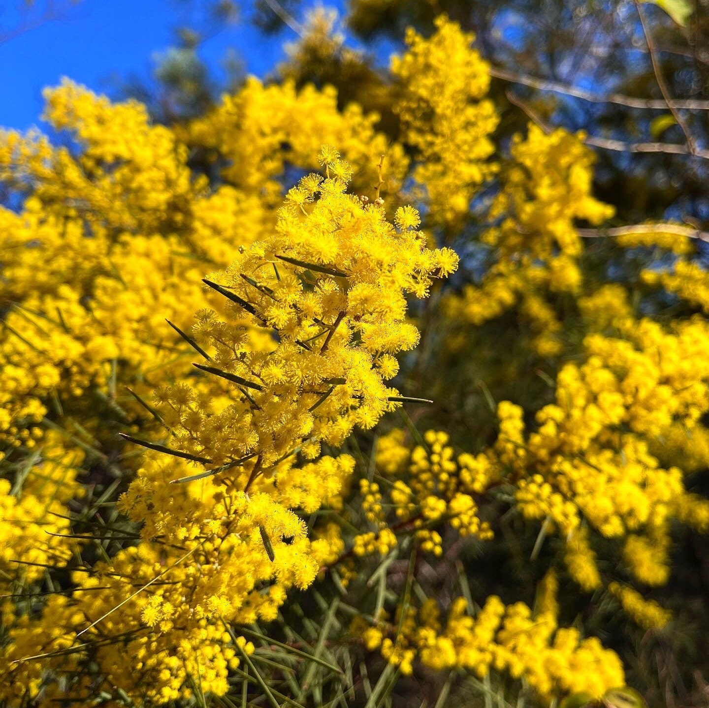 Snowy River Wattle Seeds – Acacia Boormanii , Cold Hardy Shrub - Etsy