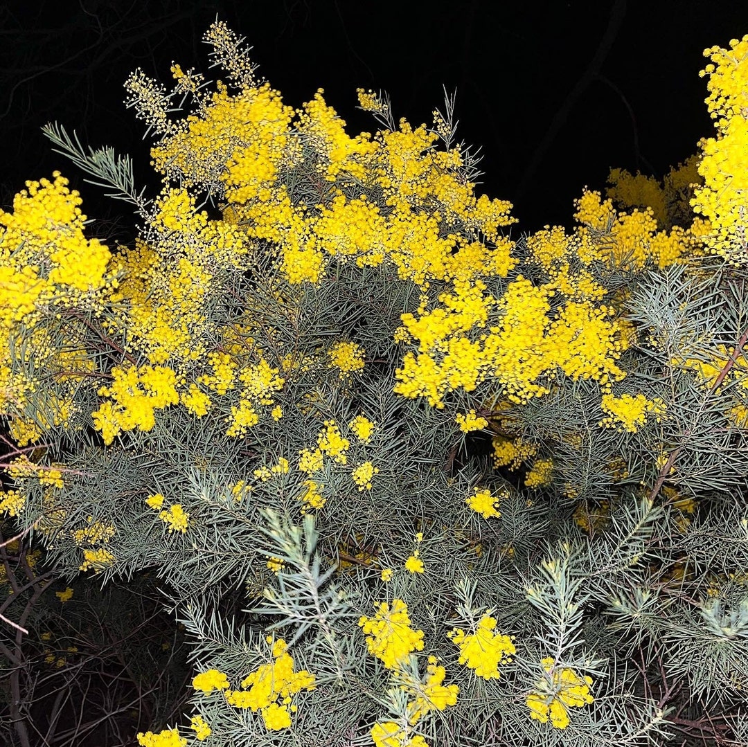 Snowy River Wattle Seeds – Acacia Boormanii , Cold Hardy Shrub - Etsy