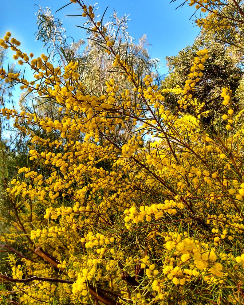 Acacia Calamifolia Seeds wallowa Wattle, reed Leaf Wattle Evergreen ...