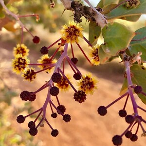 10 Acacia Inaequilatera Seeds - "kanyji Bush" - Etsy