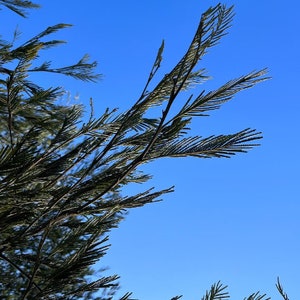 35 Species Australian Acacia Species Assorted Seed Packs Flowering ...