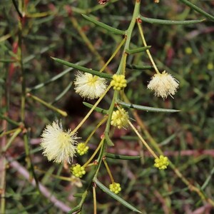 Acacia Genistifolia Seeds - "spreading Wattle" - Southeast Australian ...