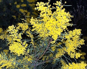 Acacia Angustissima Hirta Prairie Fern Acacia 15 Seeds Acaciella - Etsy