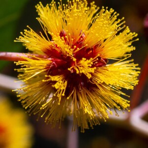 10 Acacia Inaequilatera Seeds kanyji Bush - Etsy