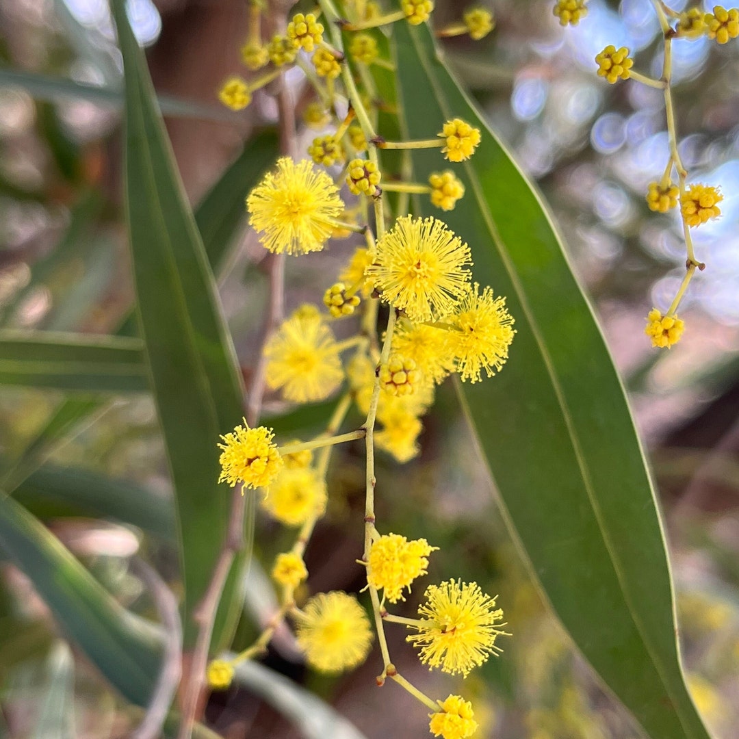 Acacia Rubida Seeds red-stem Wattle Fresh 2023 - Etsy