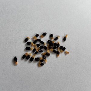 35 Species Australian Acacia Species Assorted Seed Packs Flowering ...