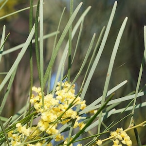 Acacia Mucronata Subsp. Longifolia Seeds - "variable Sallow Wattle ...