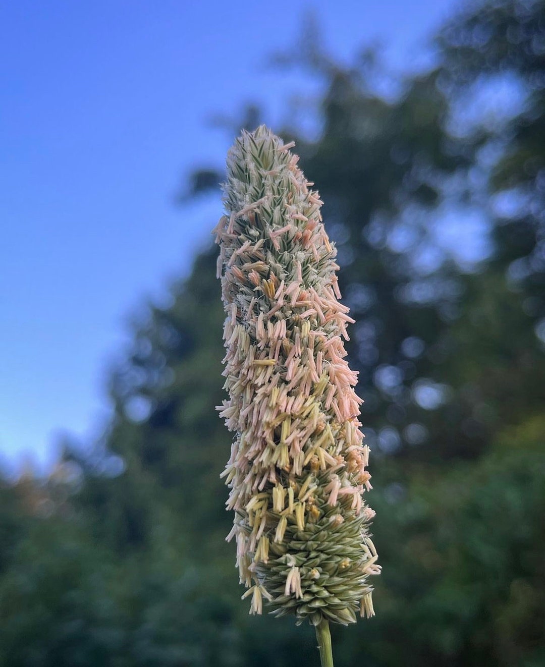 BULK Phalaris Aquatica Seeds in Chaff - Seed-head Chaff With Lots of ...