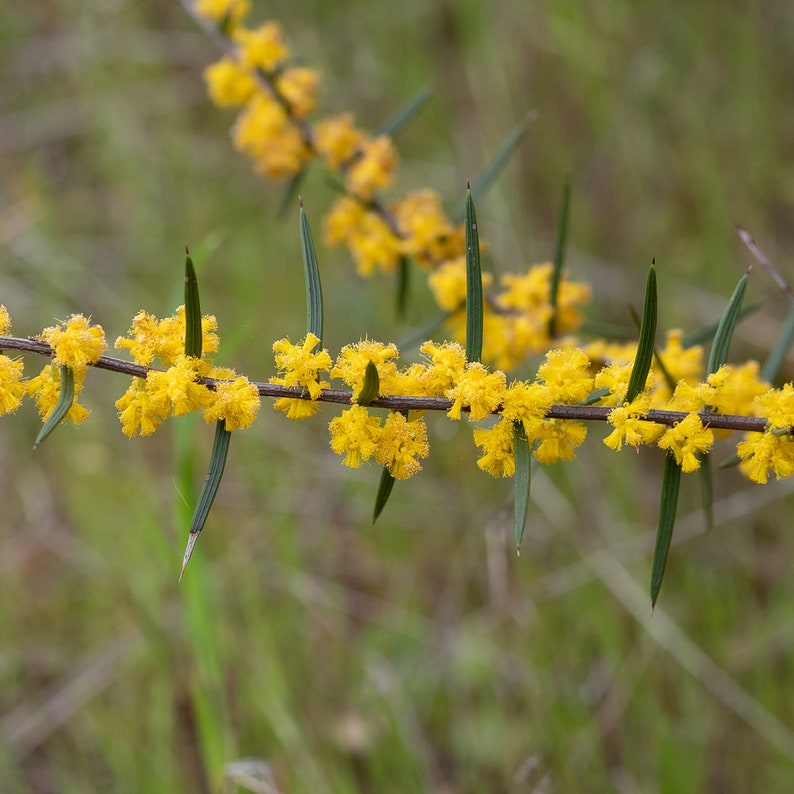 10 Acacia Rhigiophylla Seeds dagger Wattle Evergreen Australian Shrub ...