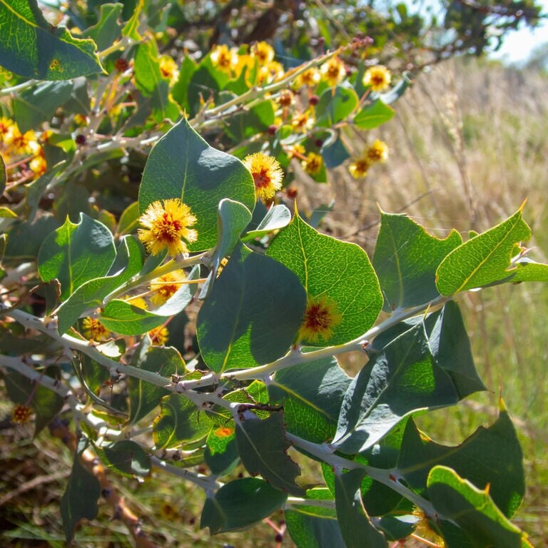 10 Acacia Inaequilatera Seeds kanyji Bush - Etsy