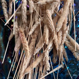 Phalaris Aquatica Var. Stenoptera Cv. "cascadian" Seeds - Organic ...
