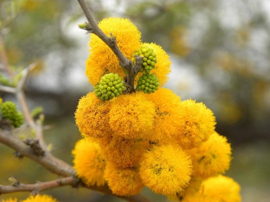 Acacia Cavenia Seeds - "espinillo" - South American Thorn Tree (A ...
