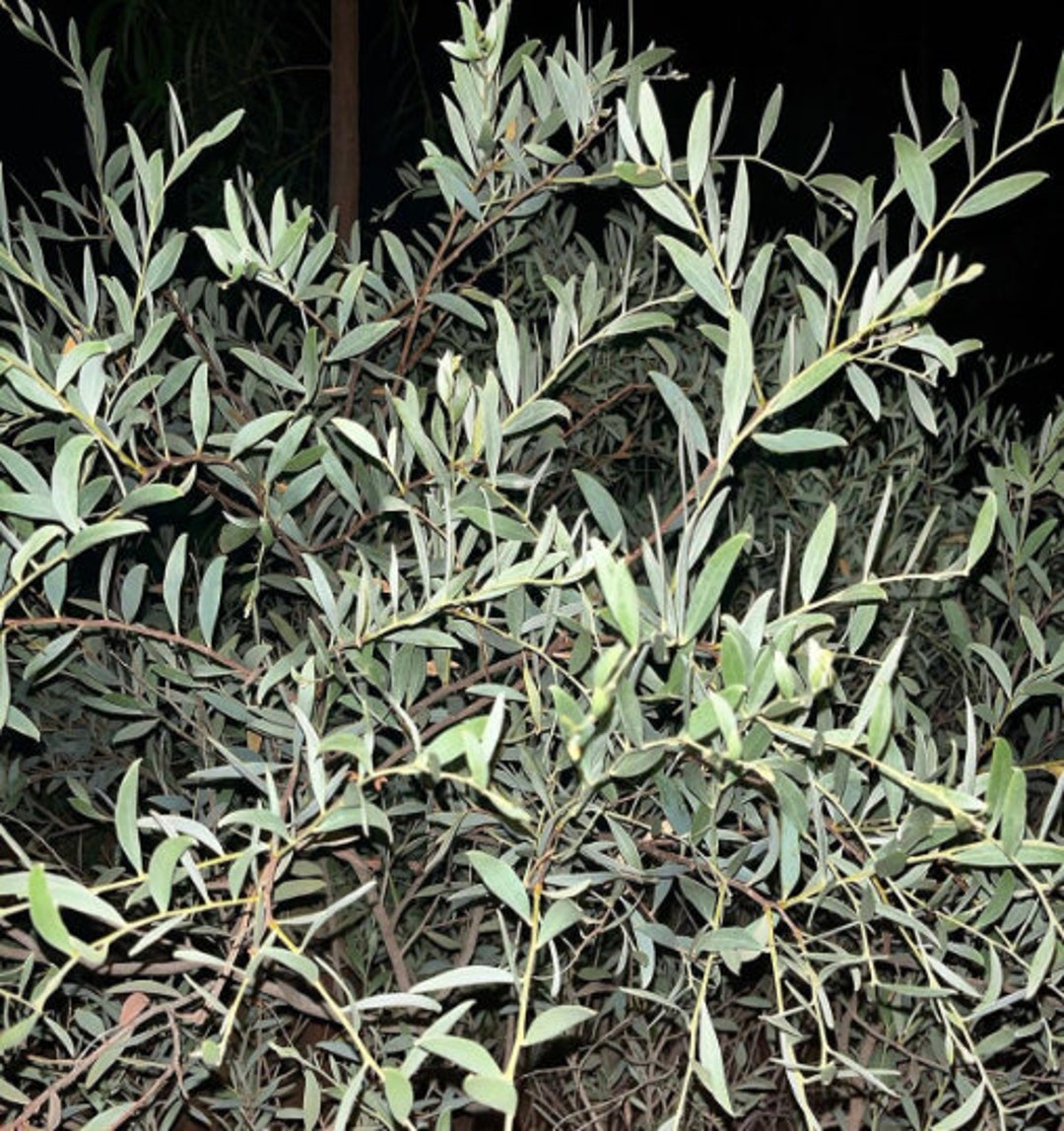 Acacia Tysonii Seeds tyson's Wattle Rare Australian Evergreen Shrub ...