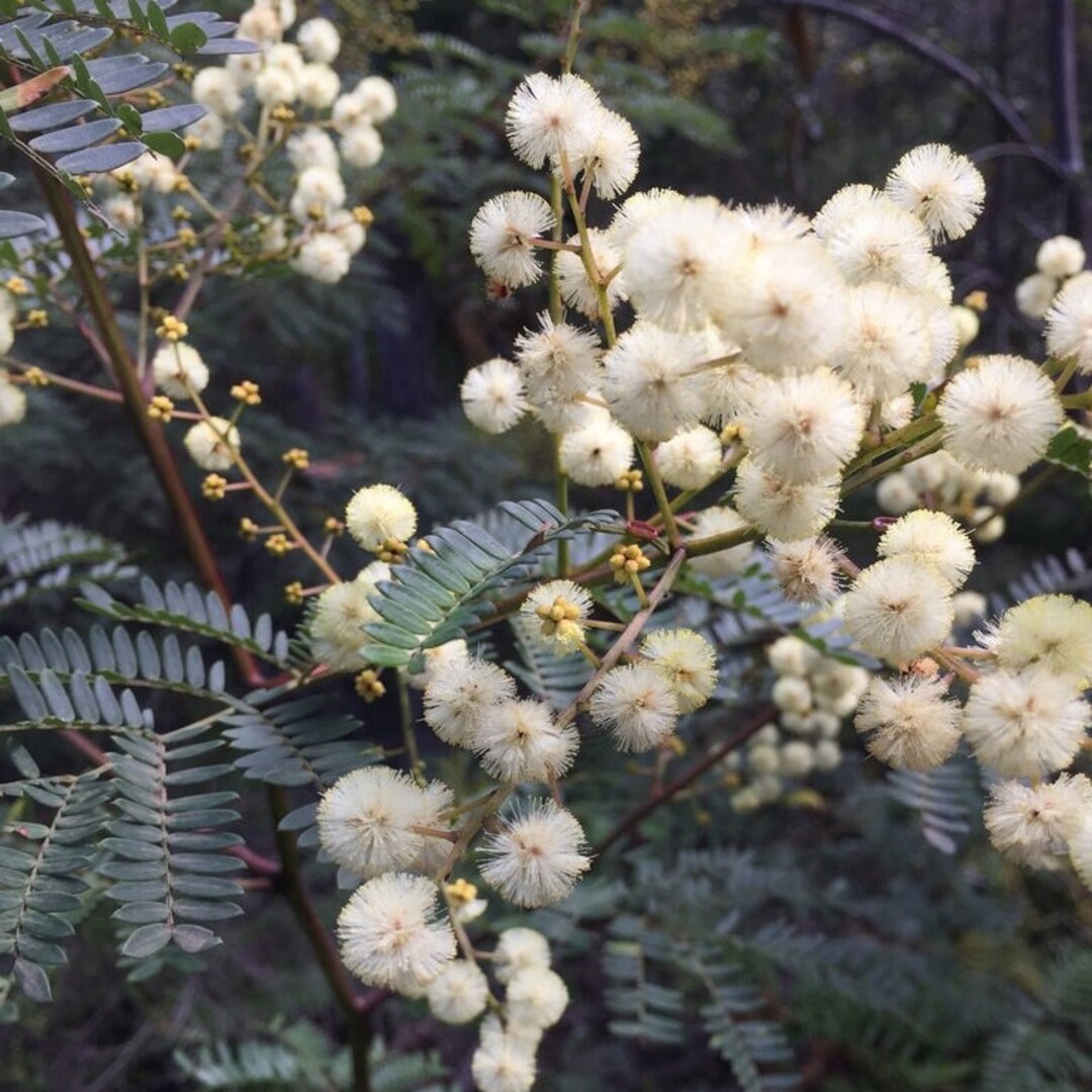 Acacia Terminalis Seeds sunshine Wattle Australian Evergreen - Etsy