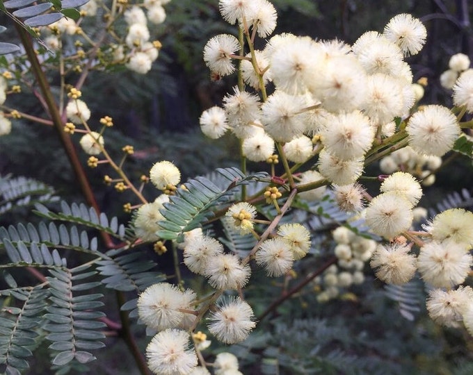 Acacia Terminalis Seeds sunshine Wattle Australian Evergreen - Etsy