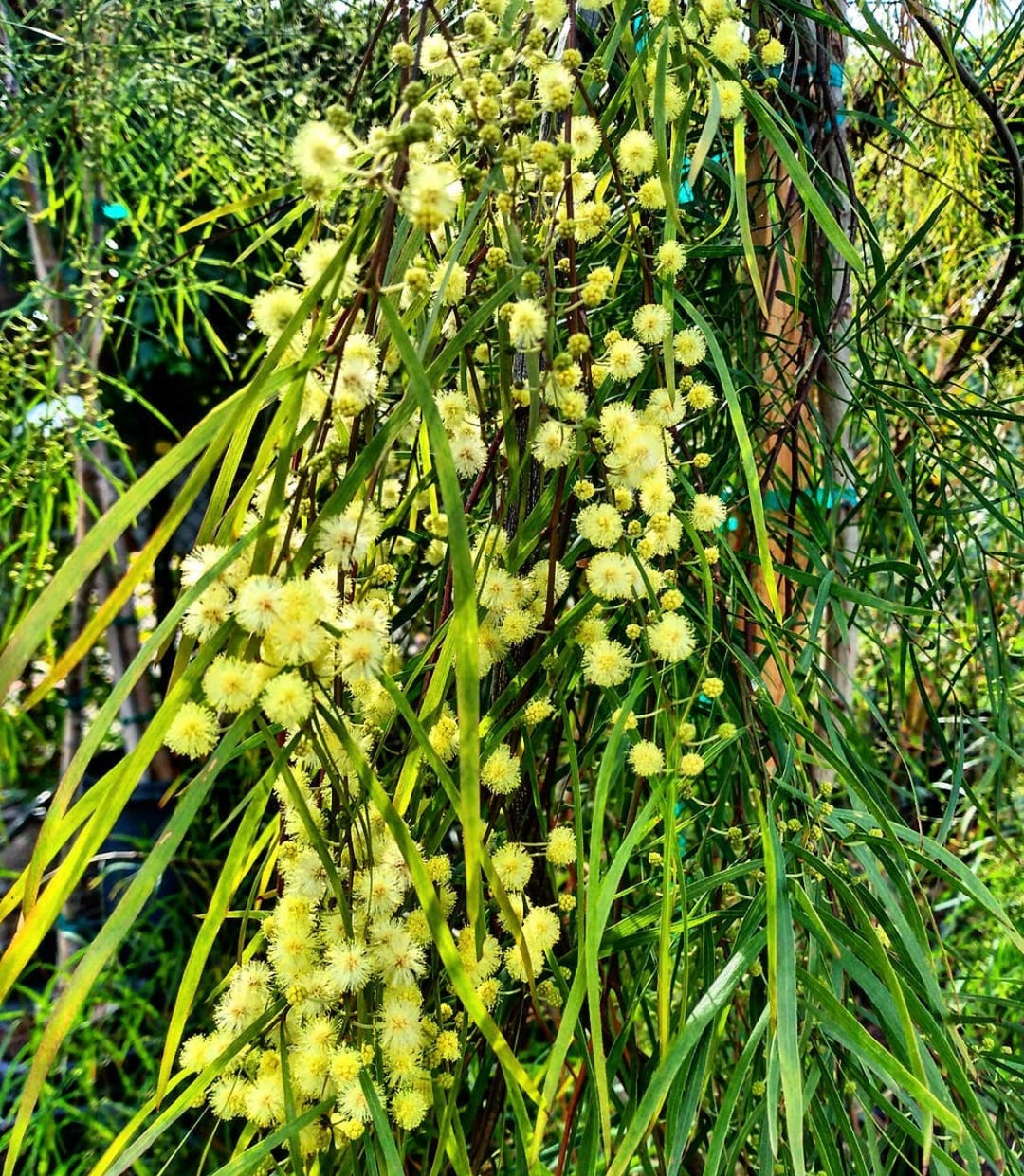 Acacia Cognata 'lime Magik' (tree) Seeds - Etsy