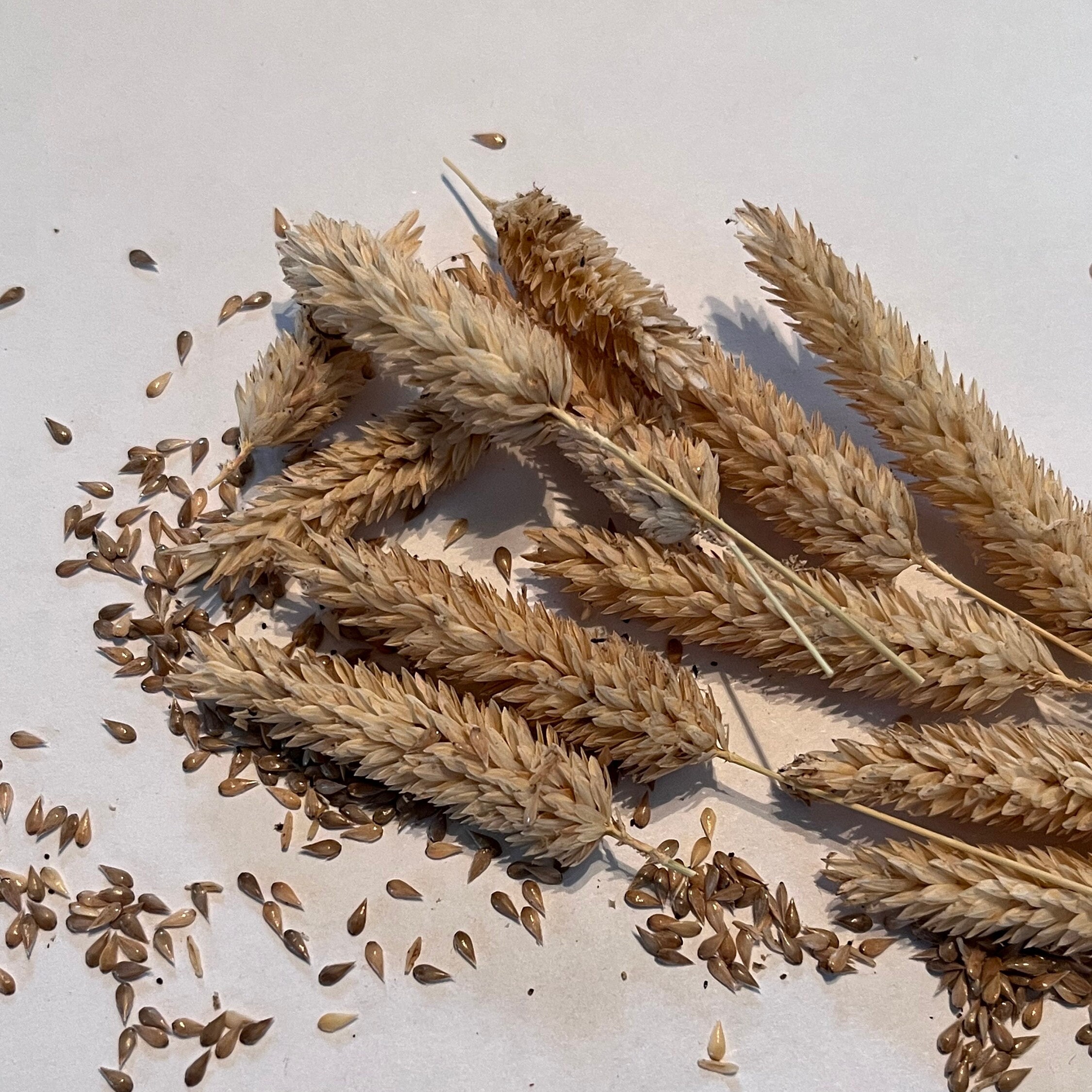 Phalaris Aquatica AQ1 Fresh OP Seeds - Etsy