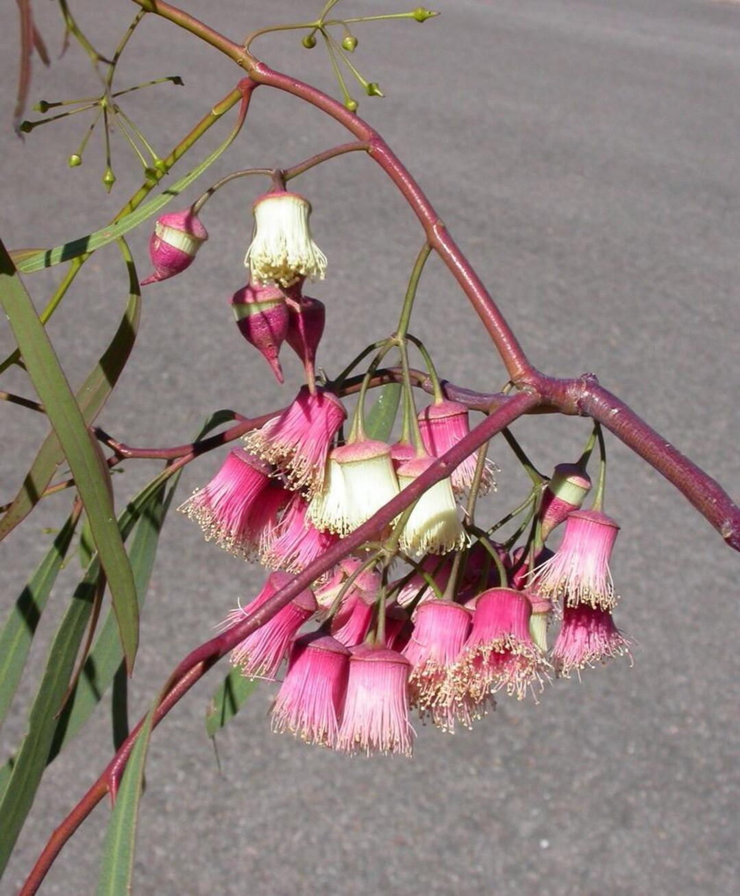 Eucalyptus Synandra Seeds - ‘jingymia Mallee’ - One of the Most Gorgeous Plants on the Planet ...