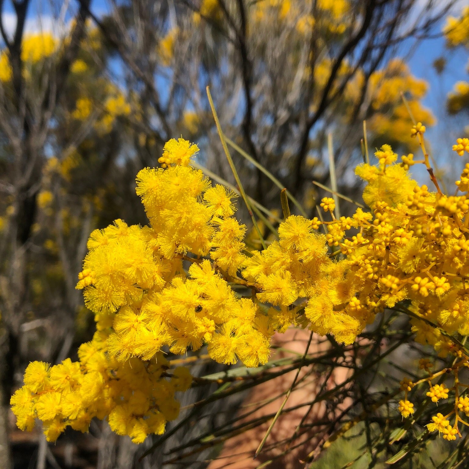 Acacia Adunca Seeds wallangarra Evergreen Australian Wattle Tree - Etsy