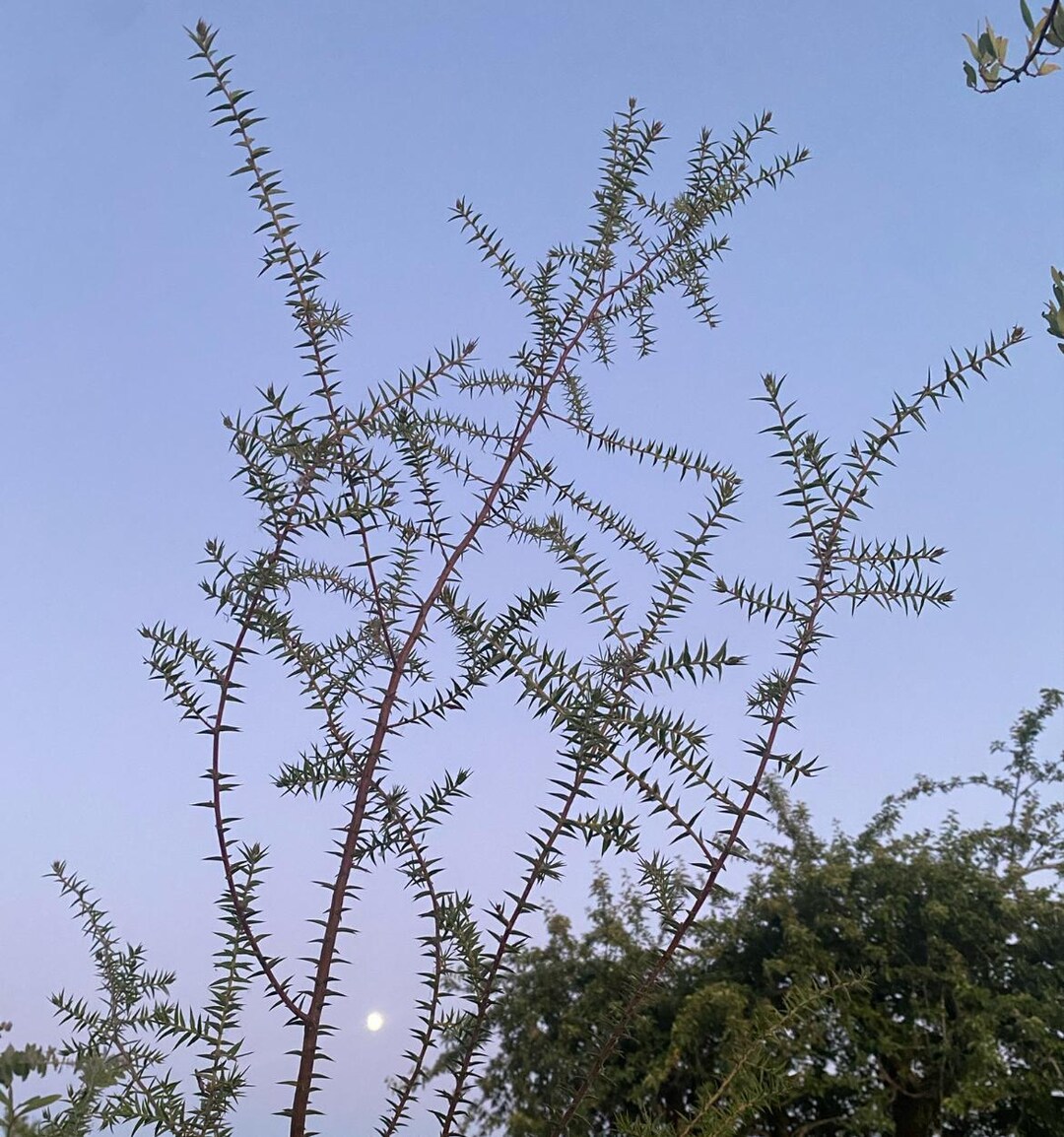 Acacia Oxycedrus Seeds - "spike Wattle" - Frost Hardy Evergreen ...
