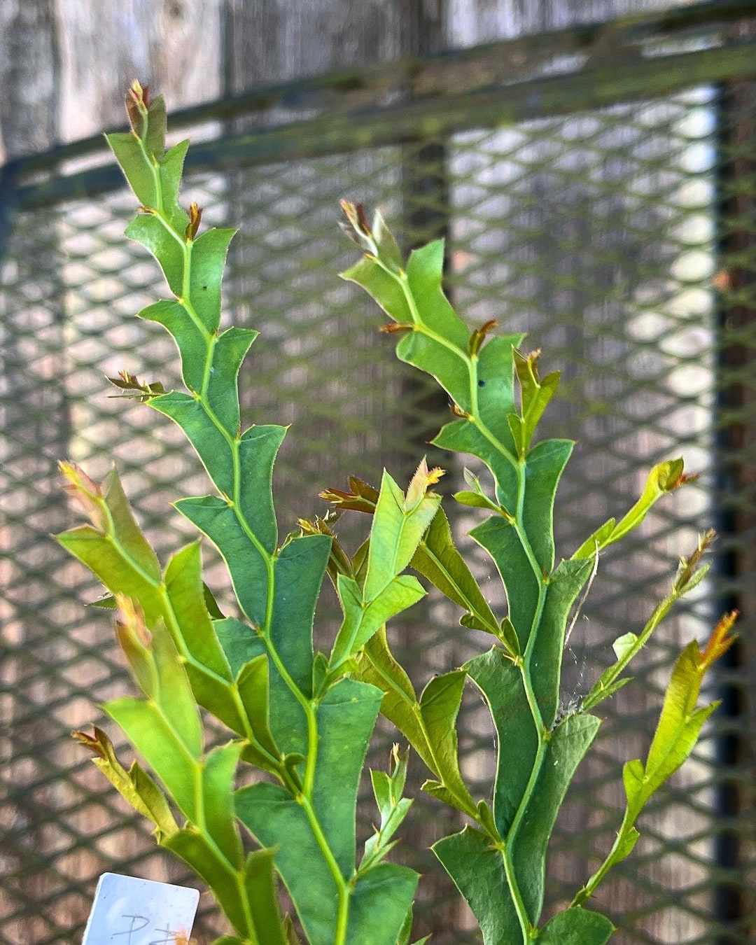 Acacia Alata Var. Alata Seeds winged Wattle - Etsy