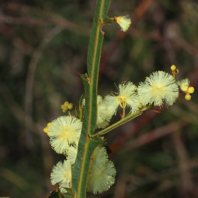 Acacia Alata Var. Alata Seeds winged Wattle - Etsy
