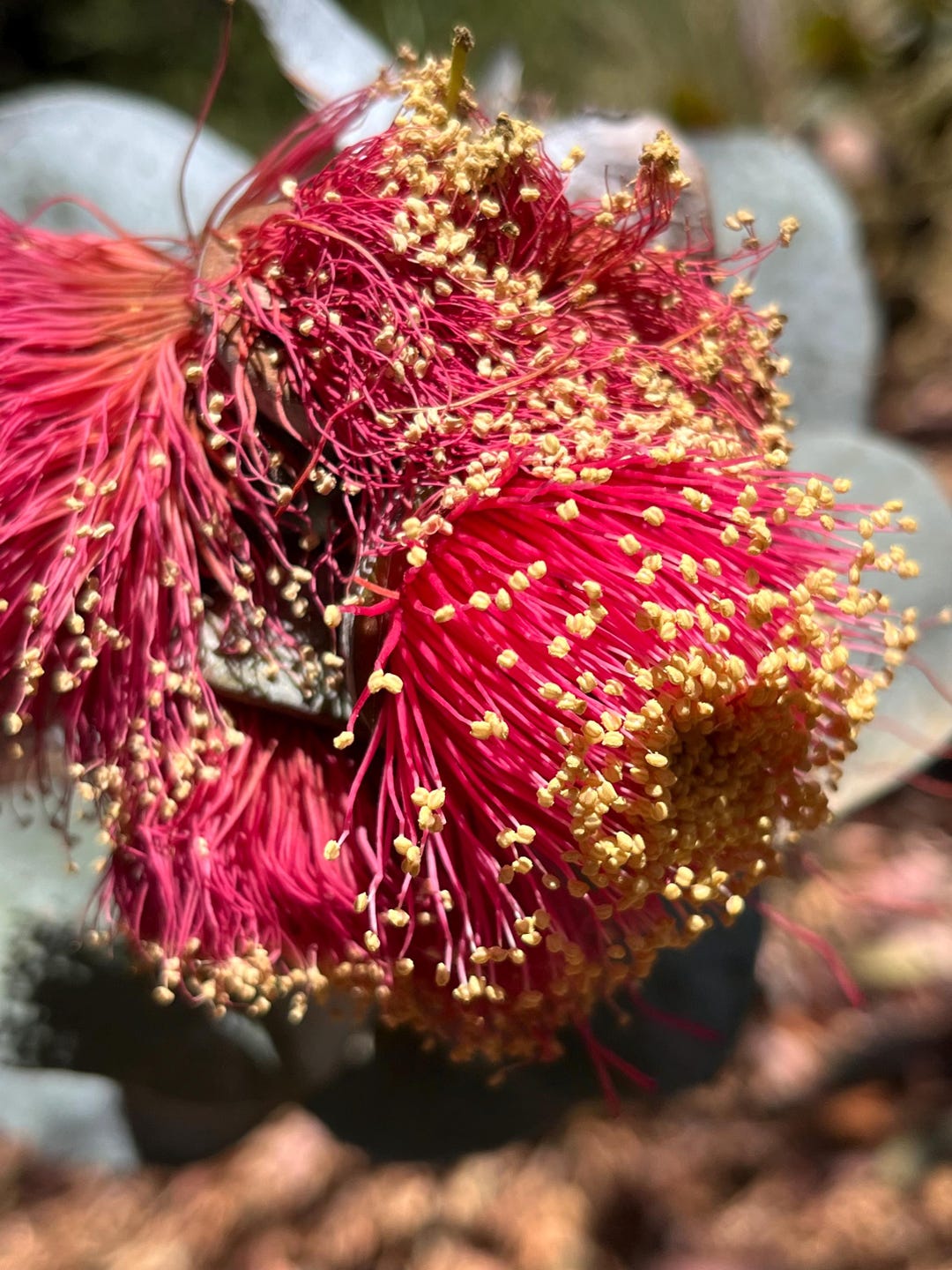 Eucalyptus Macrocarpa Seeds - 'rose of the West', 'mottlecah' - Evergreen Australian Mallee ...