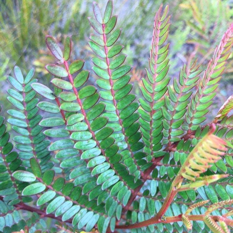 Acacia Terminalis Seeds sunshine Wattle - Etsy