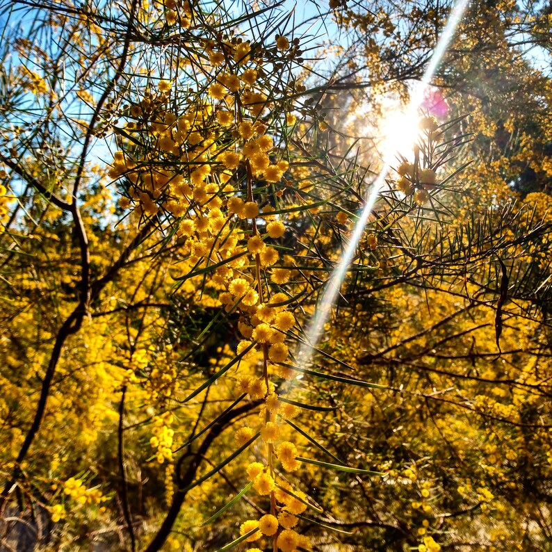 Acacia Calamifolia Seeds wallowa Wattle, reed Leaf Wattle Evergreen ...