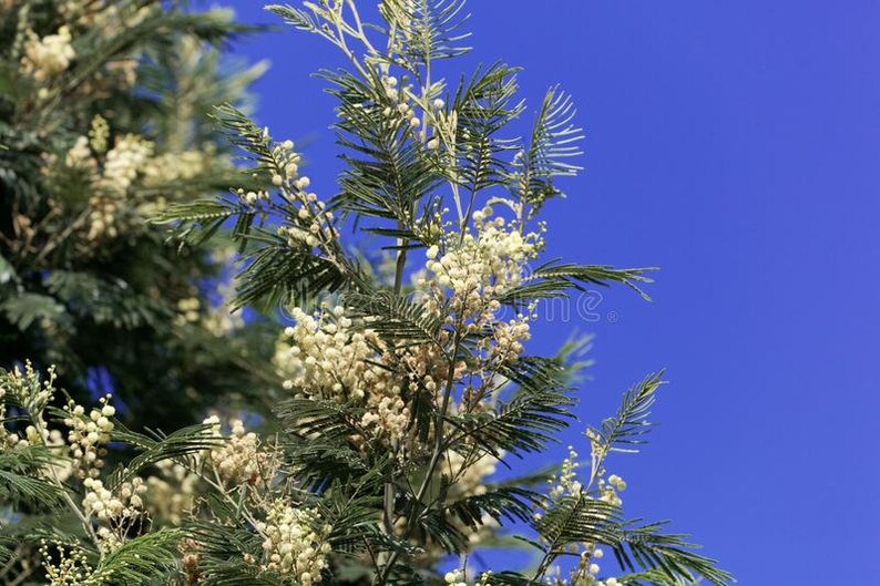 Acacia Abyssinica Seeds flat Top Acacia Rare - Etsy